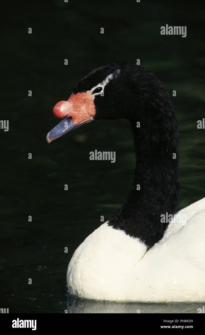 Black Necked Geese High Resolution Stock Photography and Images - Alamy