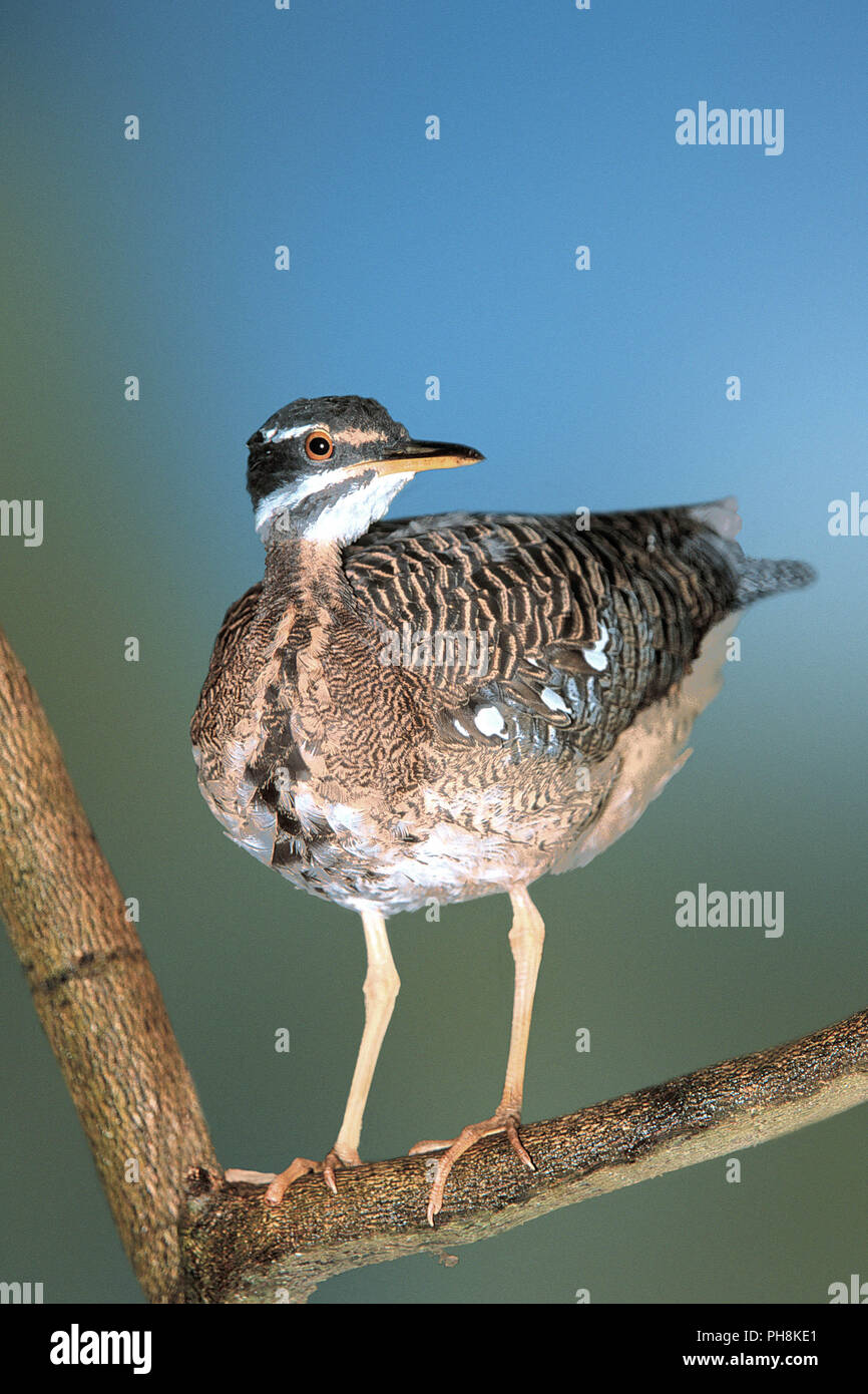 South american bitterns hi-res stock photography and images - Alamy