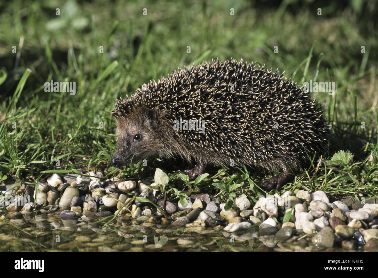 Europaeischer Igel (Westigel, Braunbrustigel) Western Hedgehog Stock ...