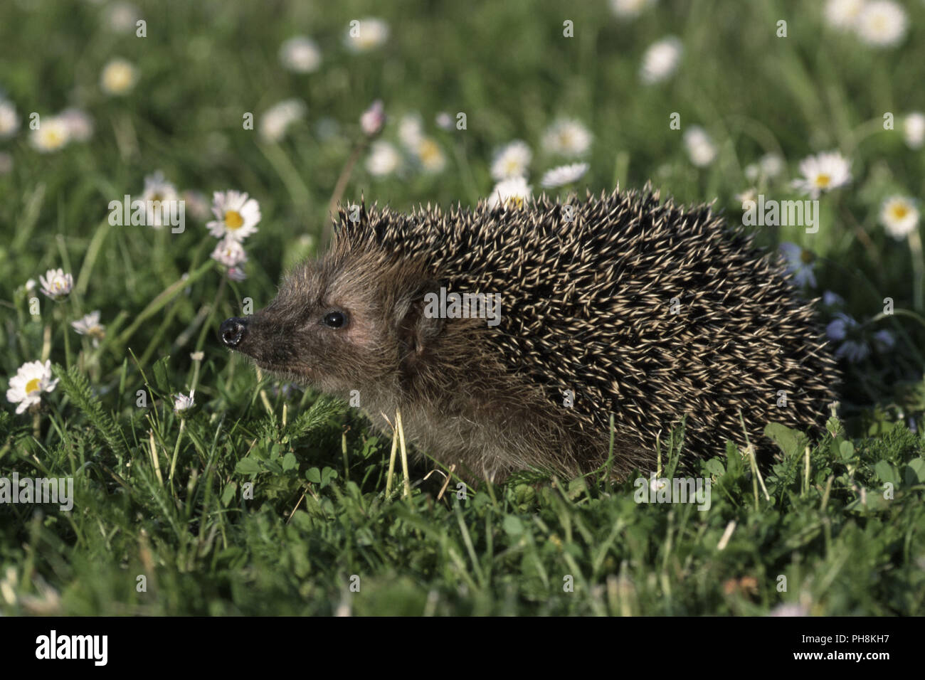 Europaeischer Igel (Westigel, Braunbrustigel) Western Hedgehog Stock ...