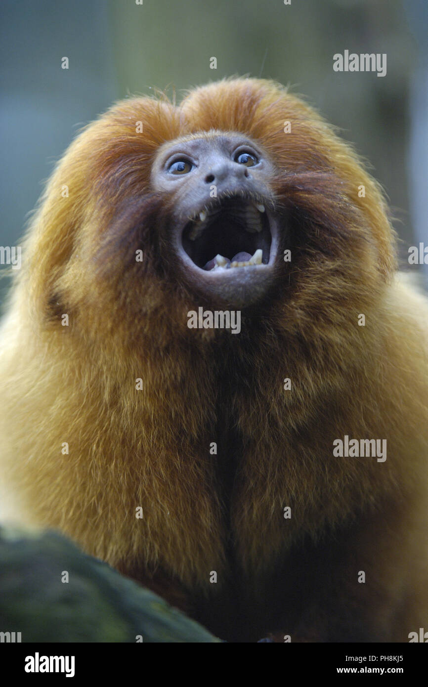 Golden Lion Tamarin Memes