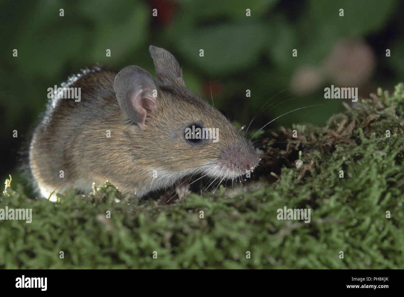 Waldmaus (Feld-Waldmaus), Wood Mouse (Apodemus sylvaticus Stock Photo ...
