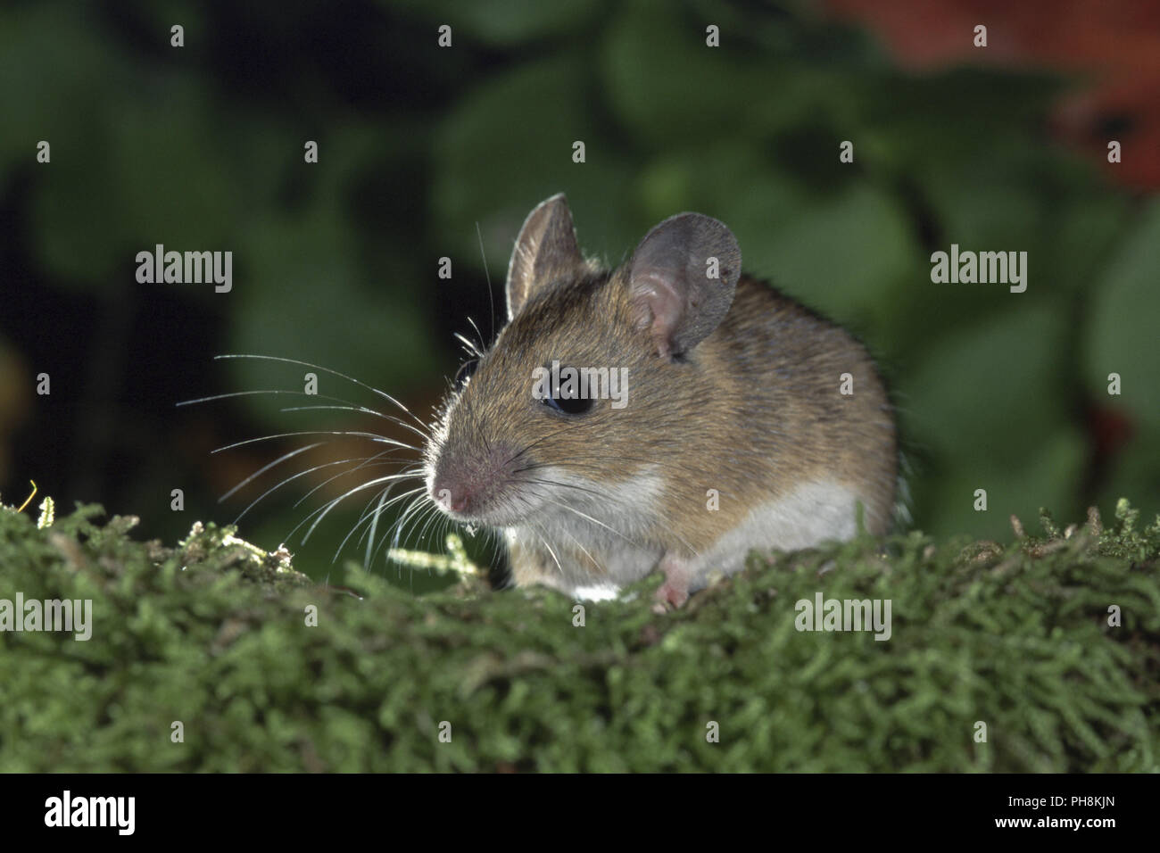 Waldmaus (Feld-Waldmaus), Wood Mouse (Apodemus sylvaticus Stock Photo ...