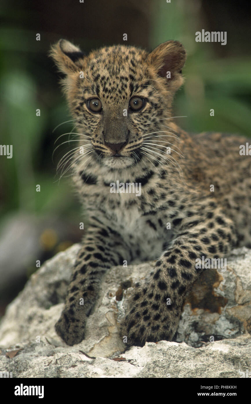 Junger Leopard, Leopard cub, (Panthera pardus Stock Photo - Alamy