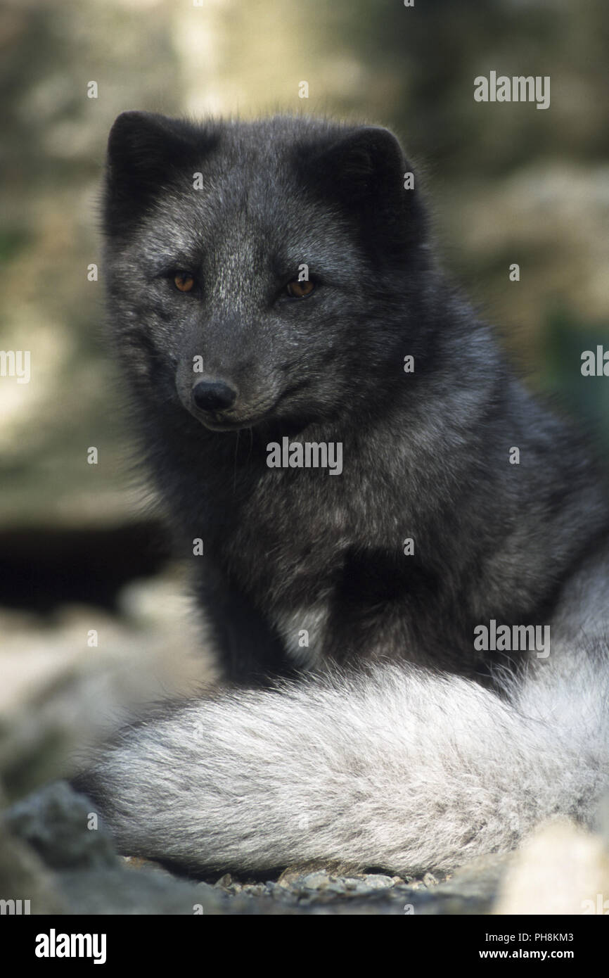 Eisfuchs (Polarfuchs), Arctic Fox (Alopex lagopus Stock Photo - Alamy