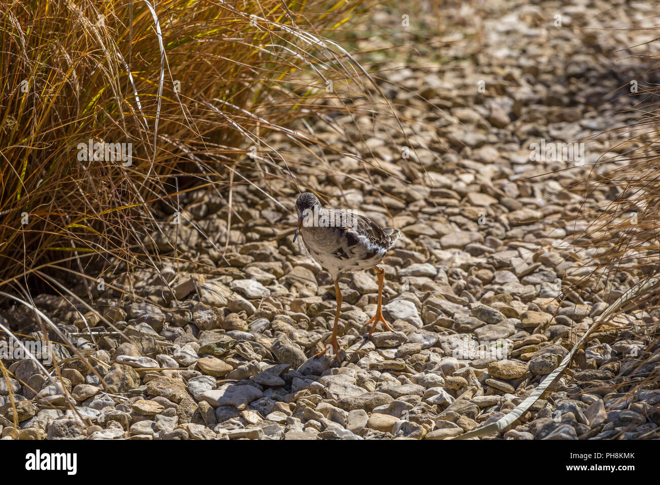 Avocet at Slimbridge Stock Photo - Alamy