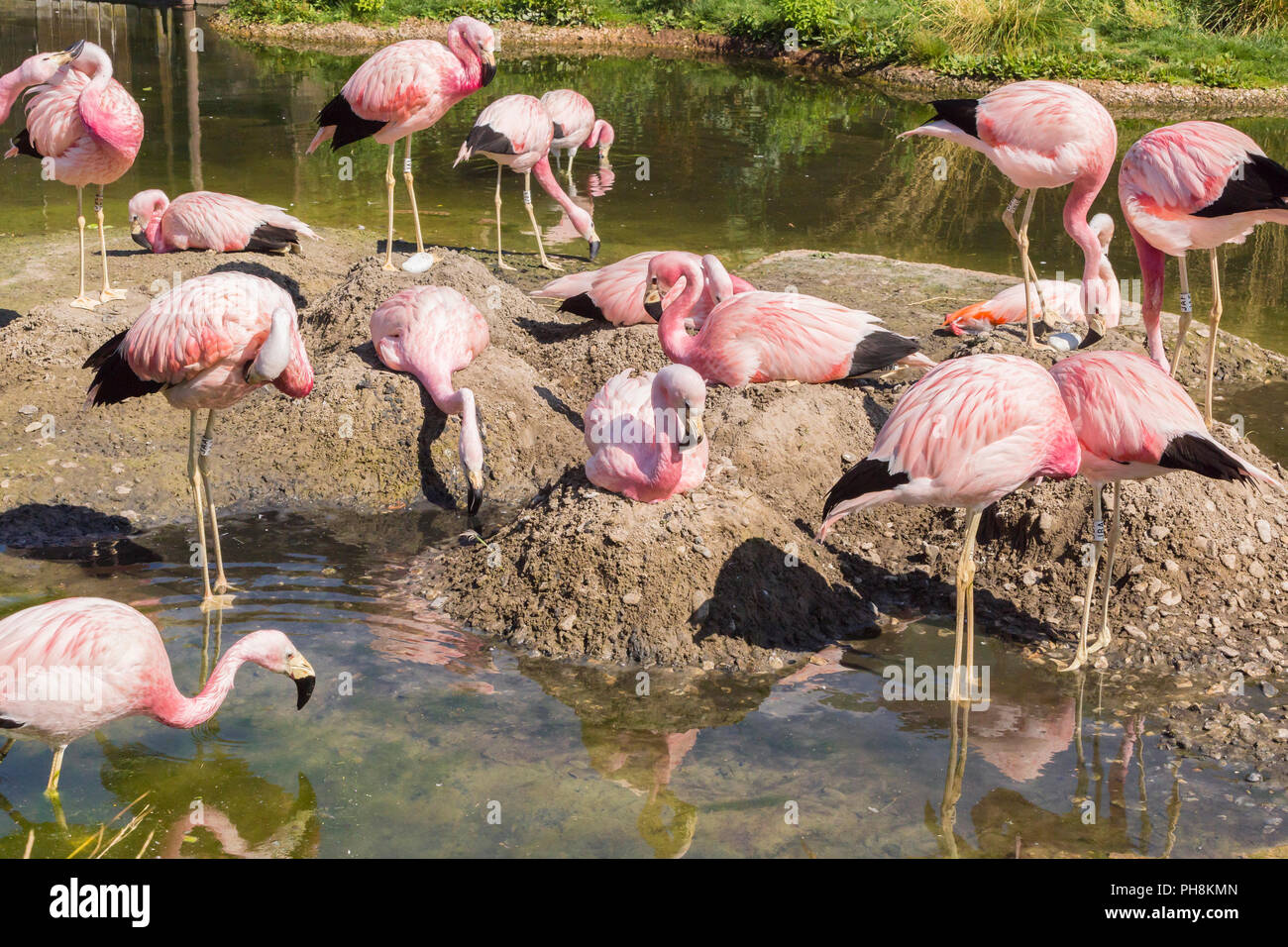 Flamingo nest hi-res stock photography and images - Alamy