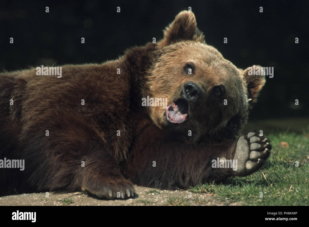 Yawning bear hi-res stock photography and images - Alamy