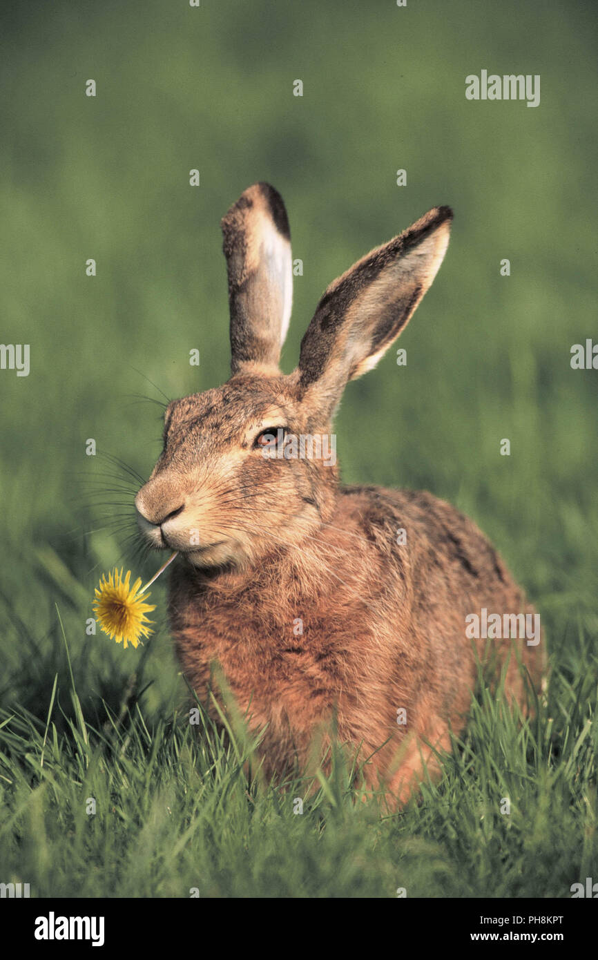 Brown Hare or European Hare, wildlife, Germany Stock Photo - Alamy