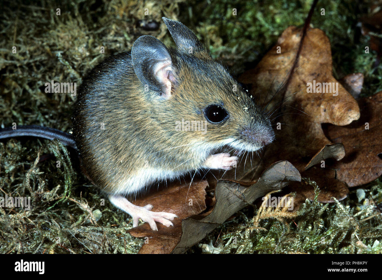 Alpine field mouse hi-res stock photography and images - Alamy