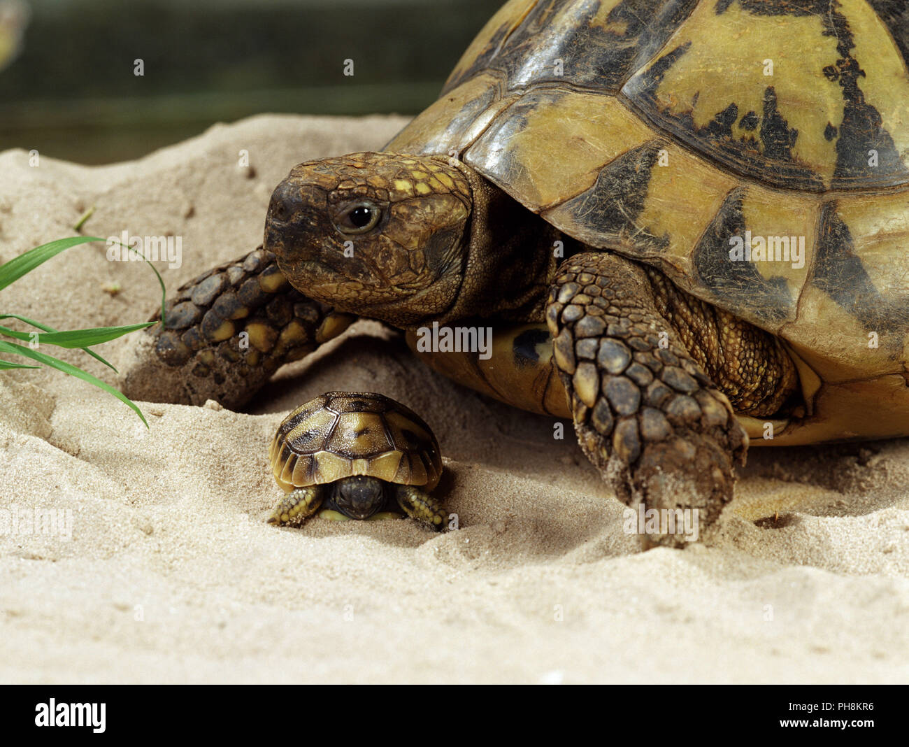 Greek Tortoise, Hermann's Tortoise as a pet Stock Photo - Alamy