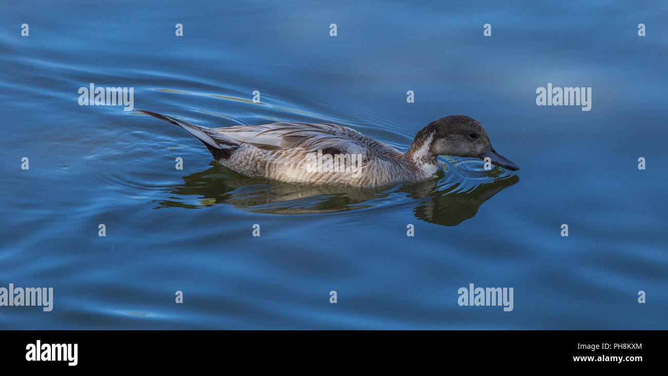 Patagonian crested duck hi-res stock photography and images - Alamy
