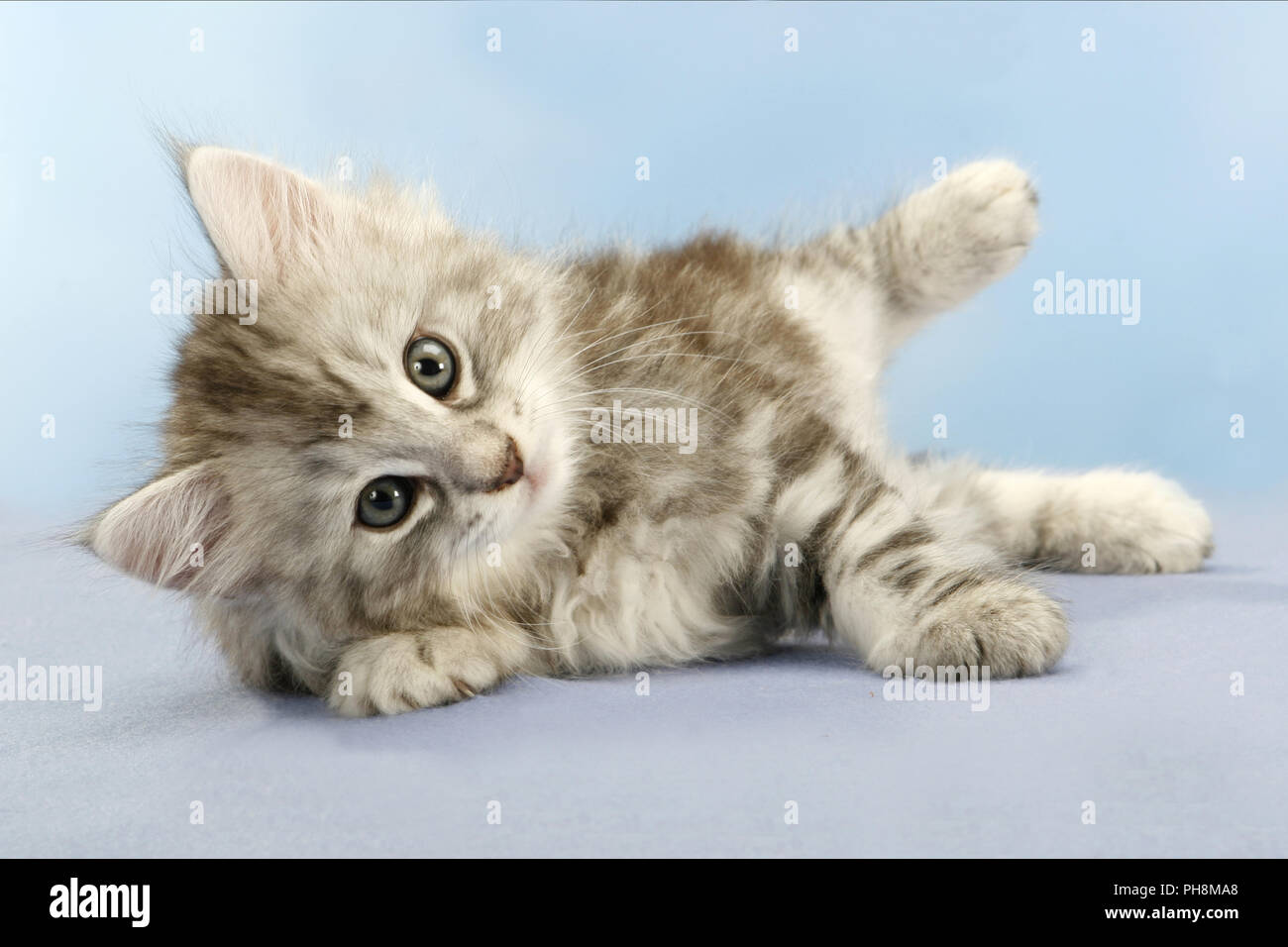 Norwegian Forest Cat, seven weeks old Stock Photo - Alamy