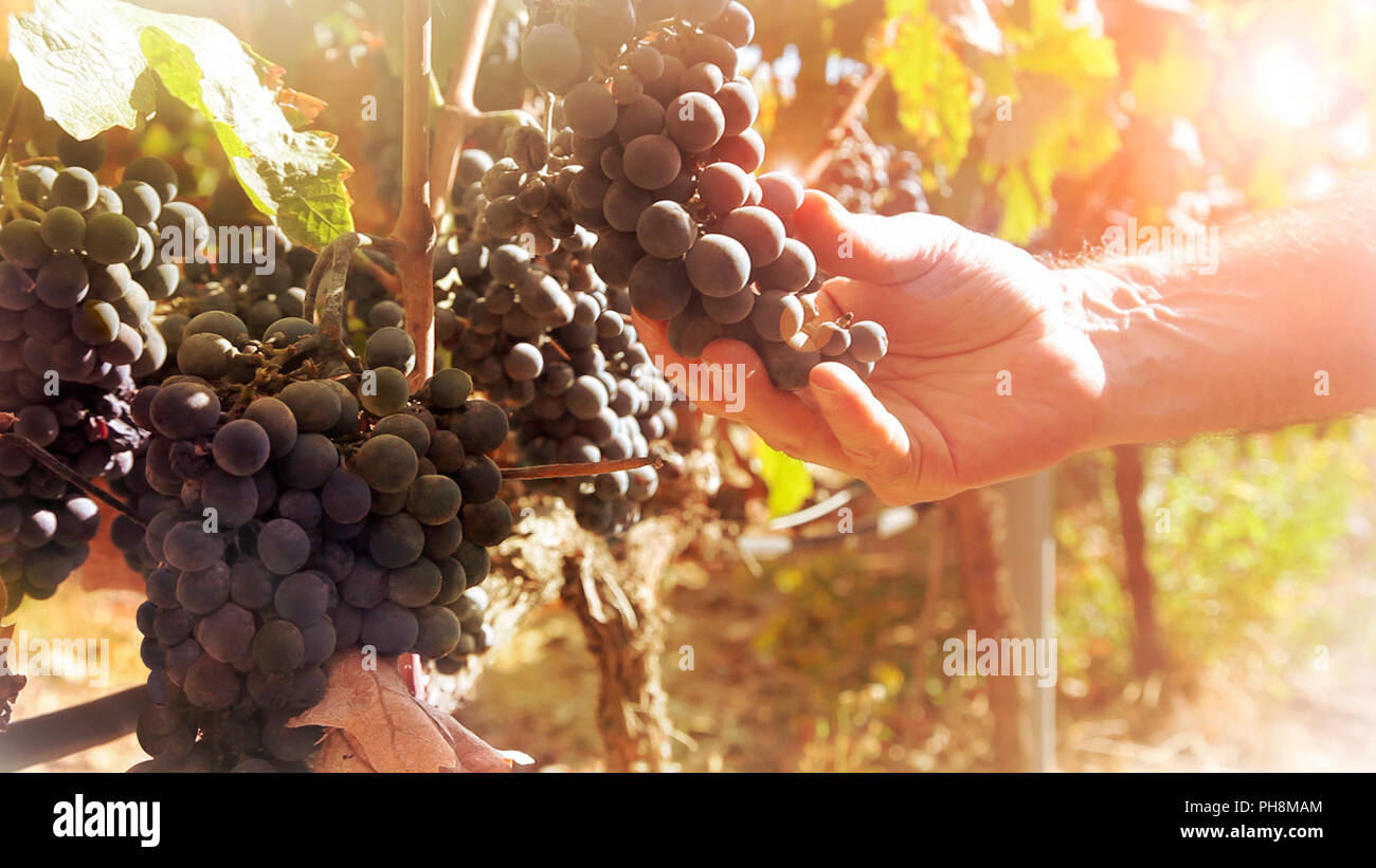 Hand harvesting of grapes hi-res stock photography and images - Alamy