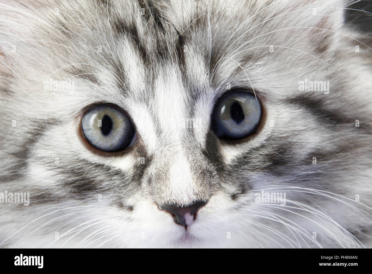 Norwegian Forest Cat, seven weeks old Stock Photo - Alamy