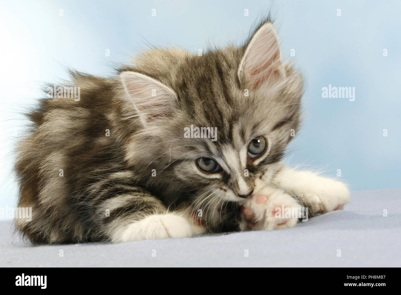 Norwegian Forest Cat, seven weeks old Stock Photo - Alamy