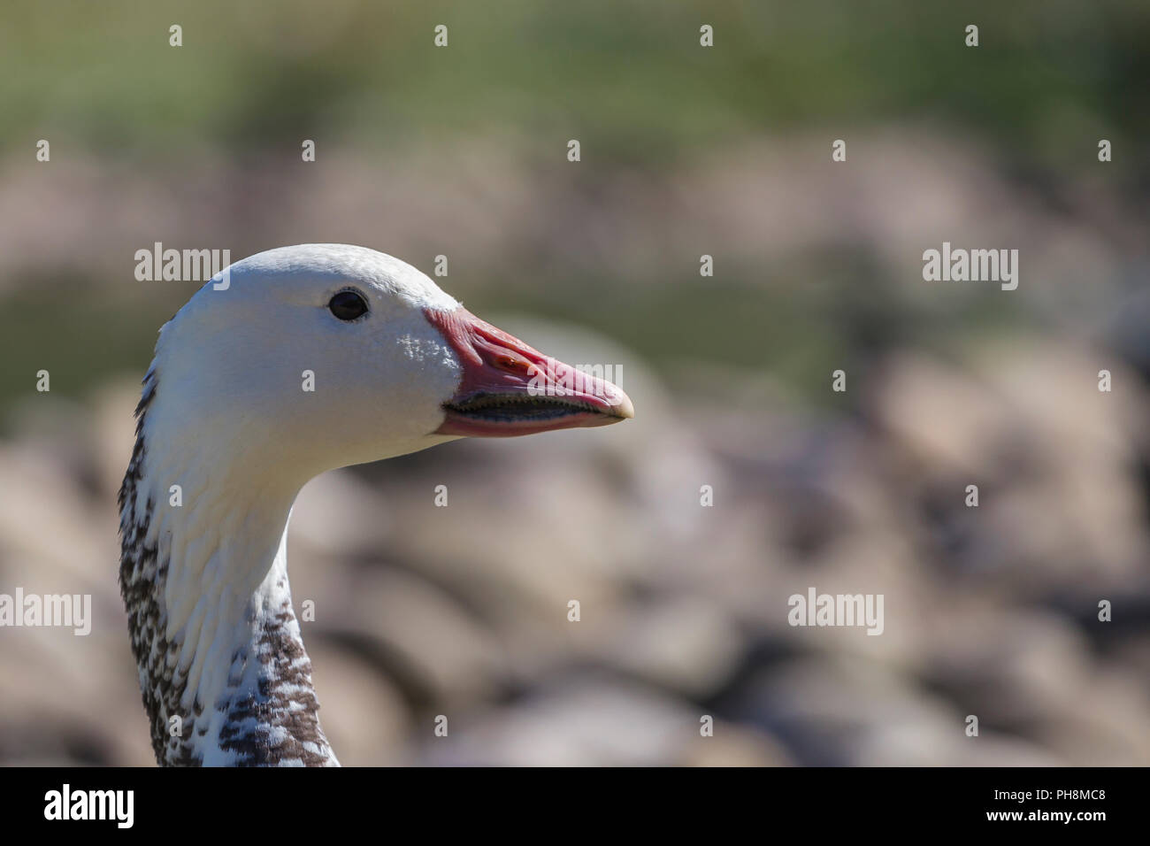 Lesser snow goose hi-res stock photography and images - Alamy