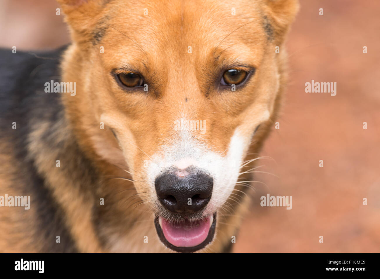 Best friend animals hi-res stock photography and images - Alamy