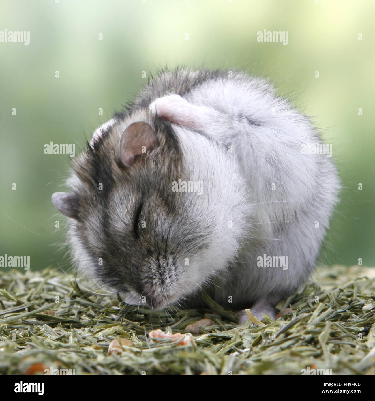 Russian dwarf hamsters hi-res stock photography and images - Alamy