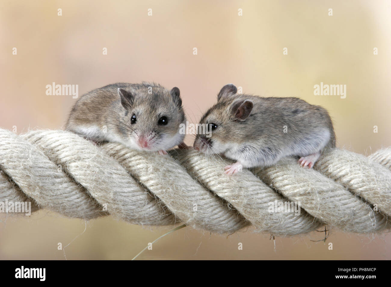 Cricetulus hi-res stock photography and images - Alamy