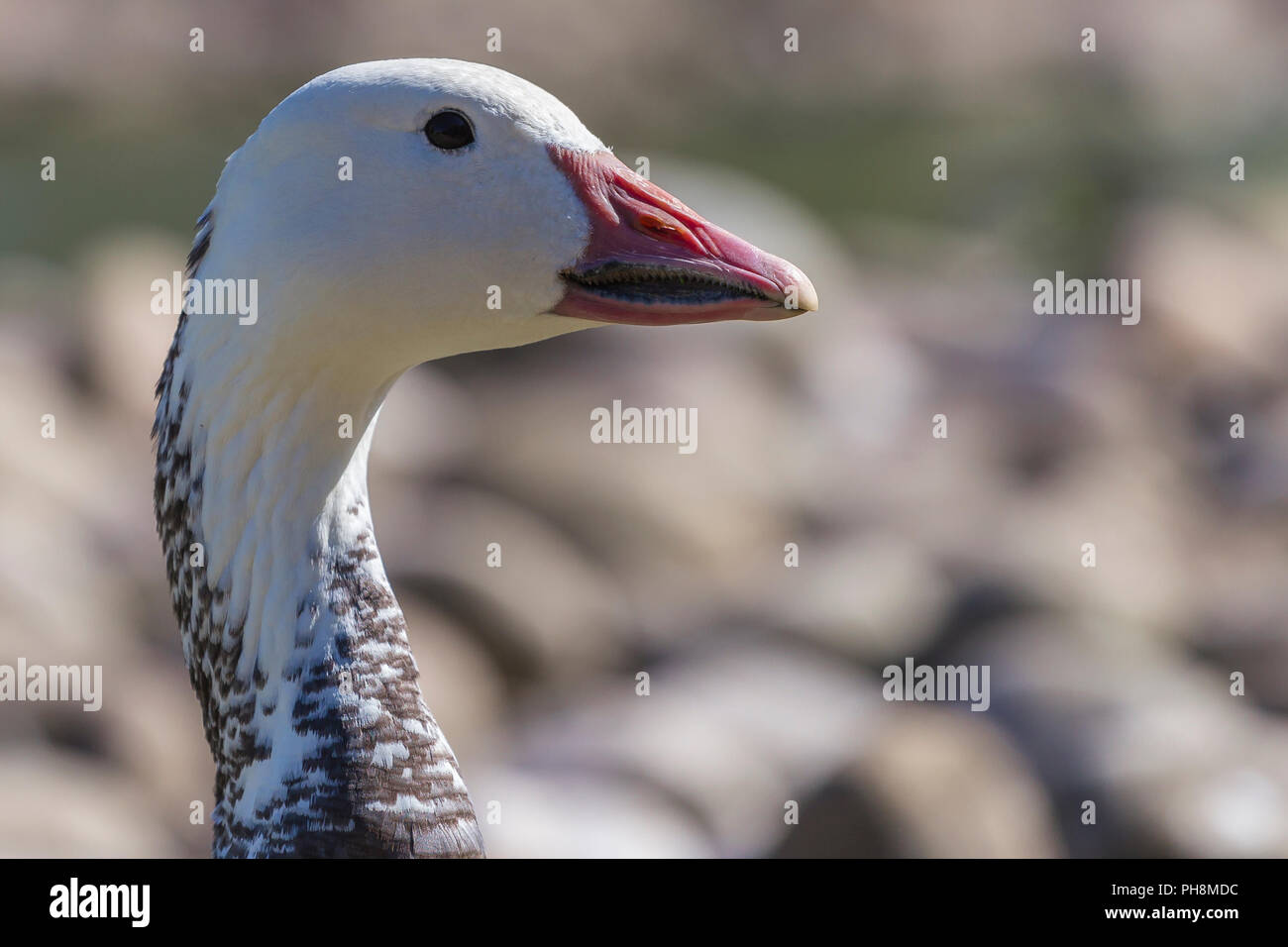 Lesser snow goose hi-res stock photography and images - Alamy