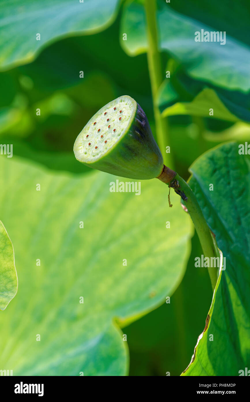 Nelumbo nucifera, also known as Indian lotus, sacred lotus, bean of ...