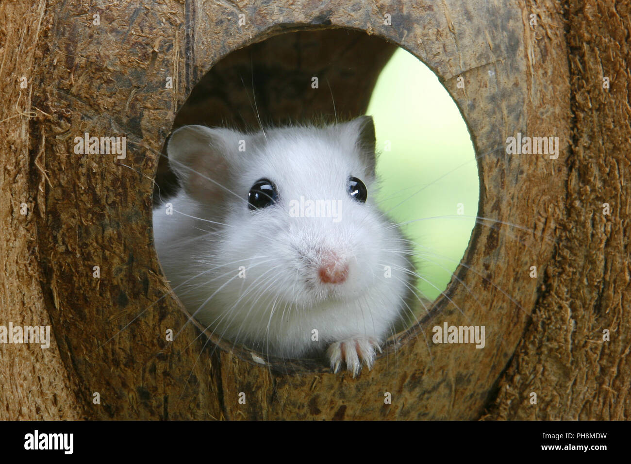 russian dwarf hamster Stock Photo - Alamy