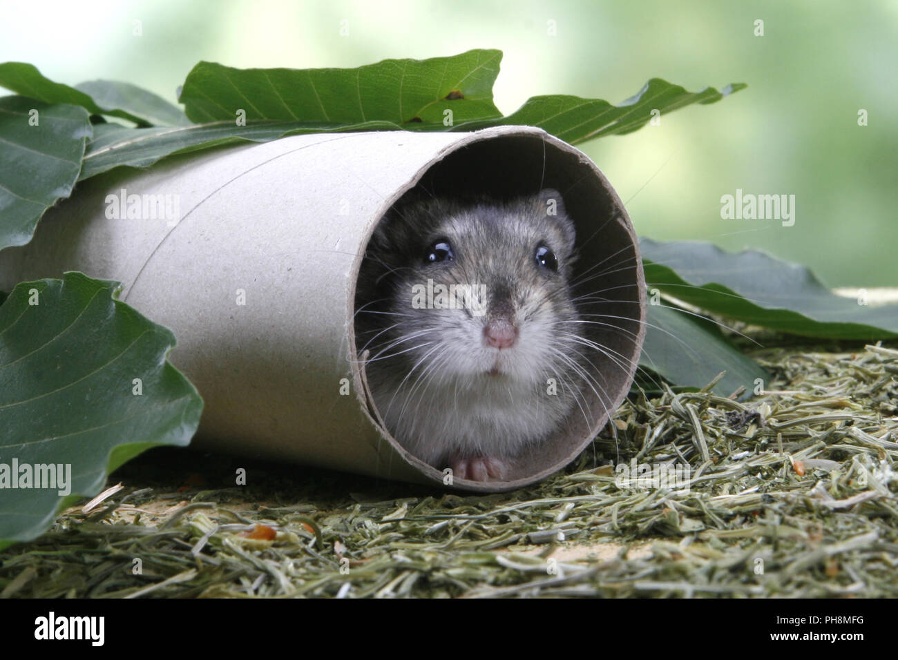 Russian dwarf hamsters hi-res stock photography and images - Alamy
