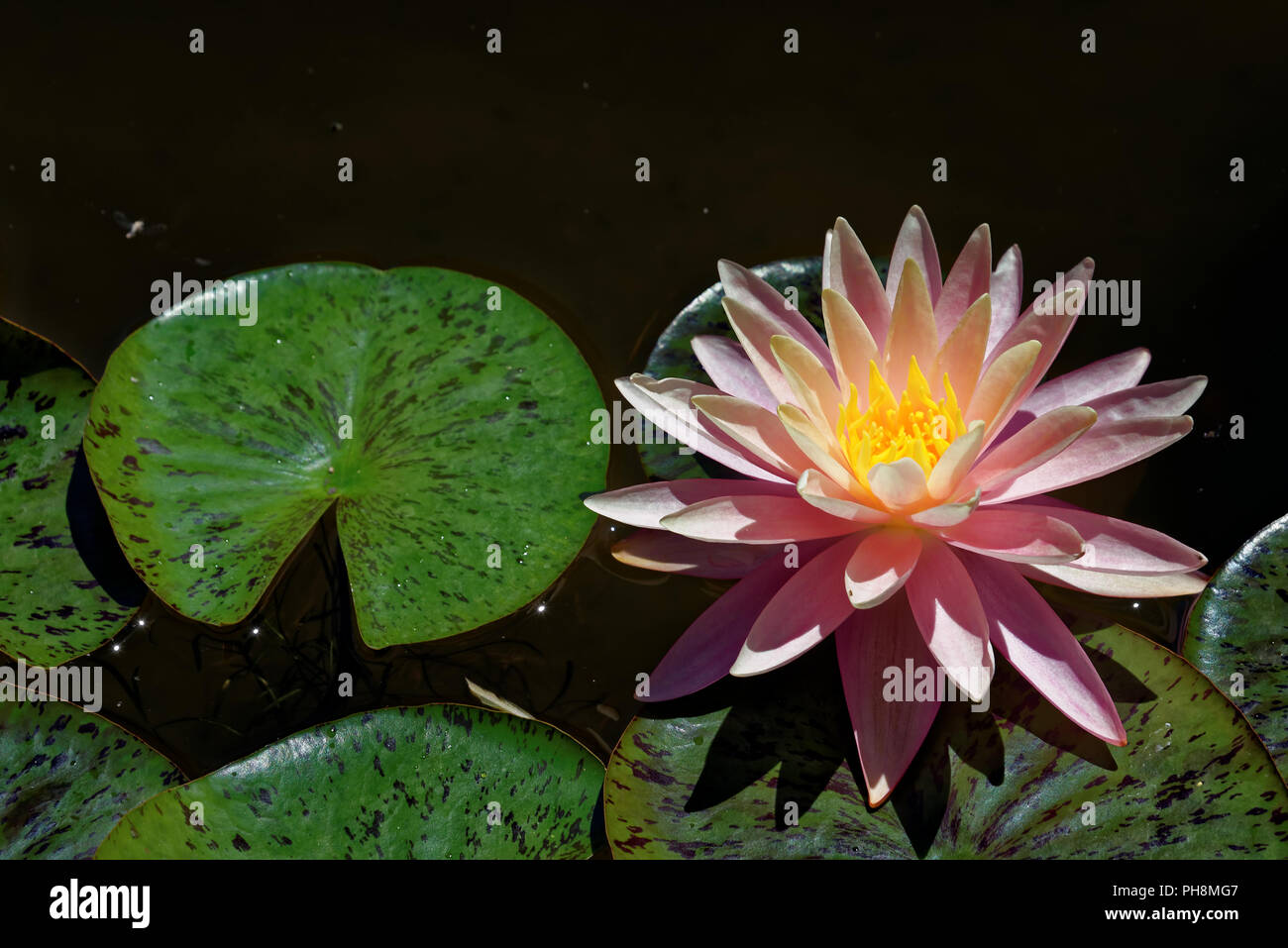 Family nymphaeaceae hi-res stock photography and images - Alamy