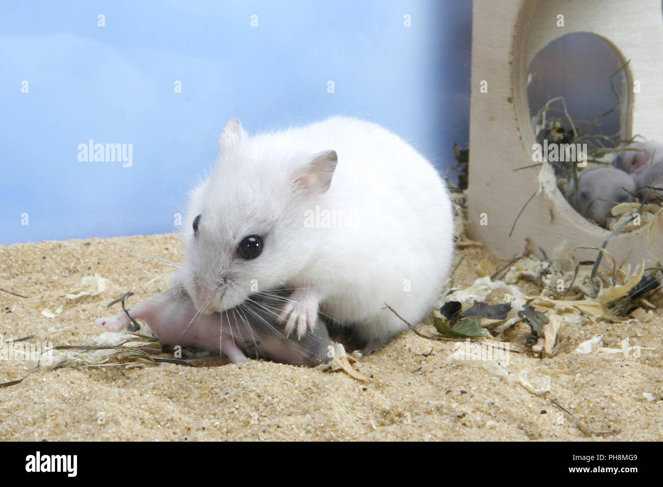 russian dwarf hamster Stock Photo - Alamy