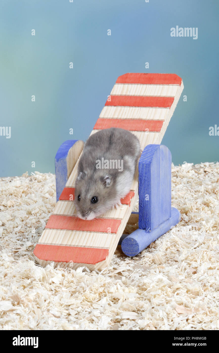 russian dwarf hamster Stock Photo - Alamy