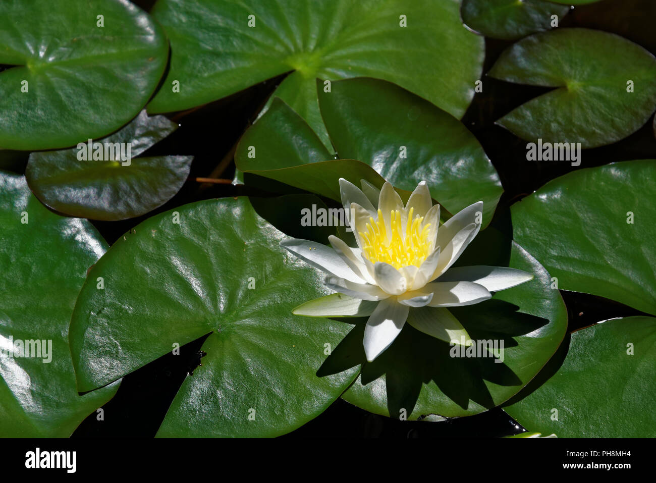 Nymphaea is a genus of hardy and tender aquatic plants in the family ...