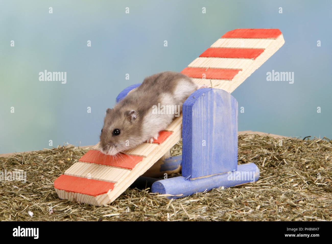 russian dwarf hamster Stock Photo - Alamy