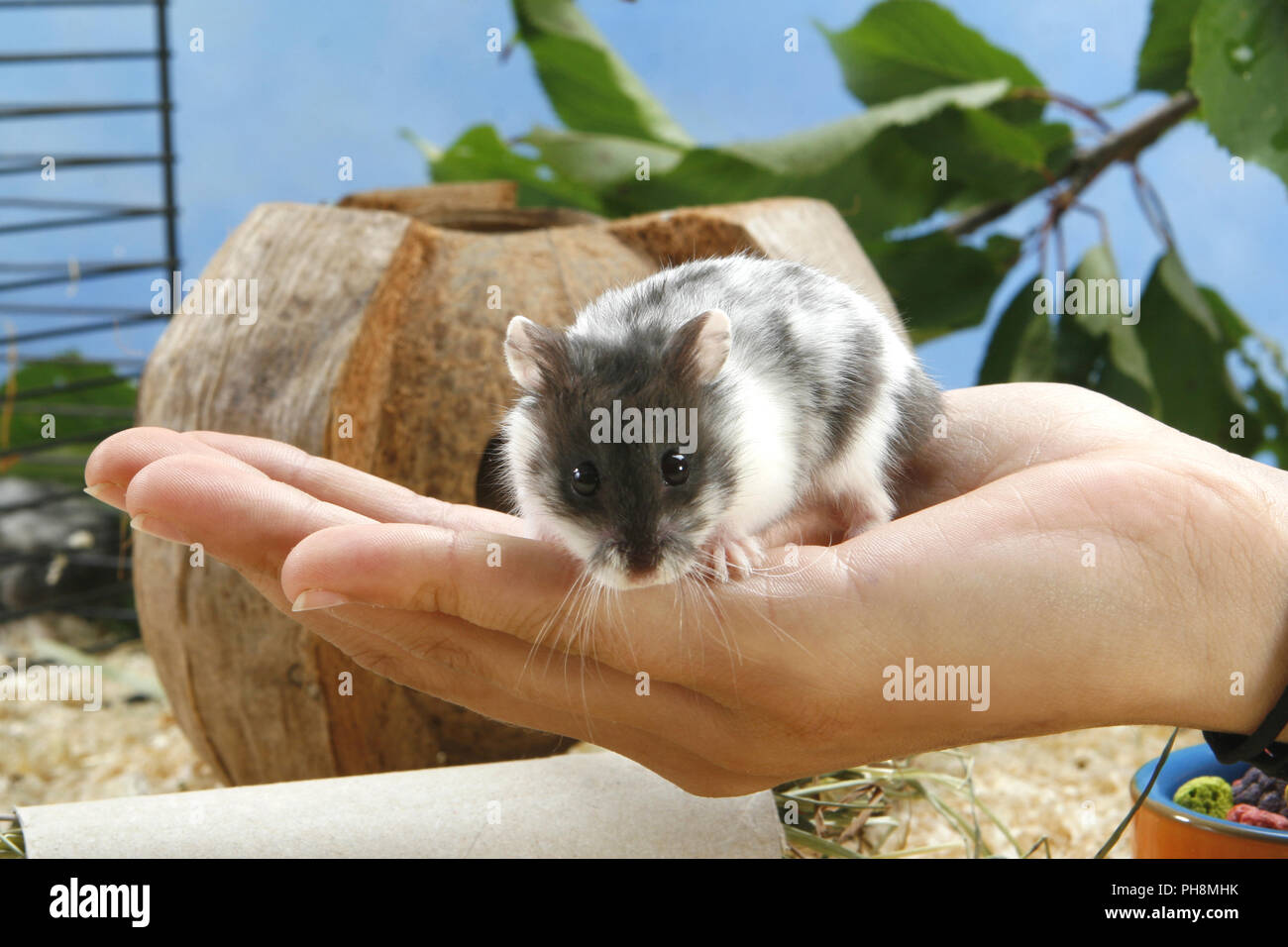 Russian Hamsters High Resolution Stock Photography and Images - Alamy