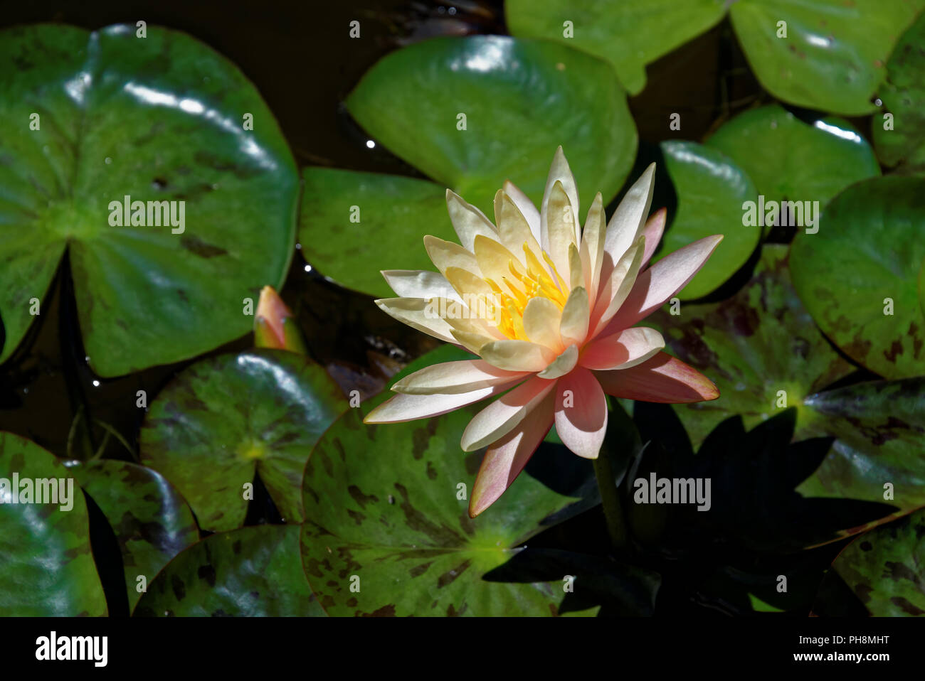 Nymphaea is a genus of hardy and tender aquatic plants in the family ...