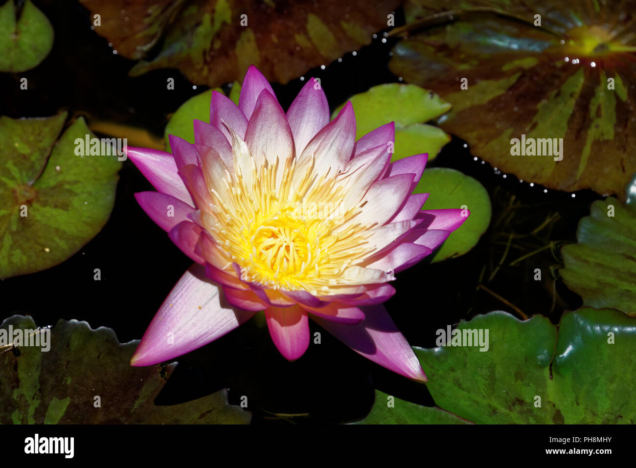 Nymphaea is a genus of hardy and tender aquatic plants in the family ...