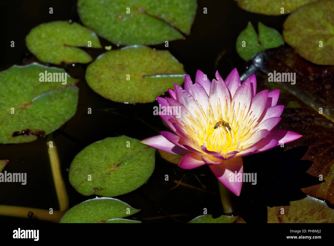 Nymphaea is a genus of hardy and tender aquatic plants in the family ...