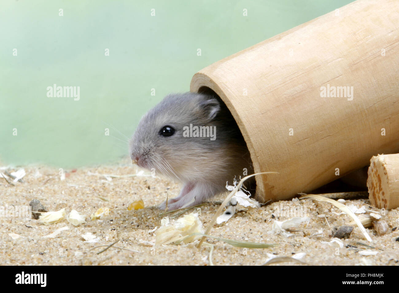 russian dwarf hamster Stock Photo - Alamy