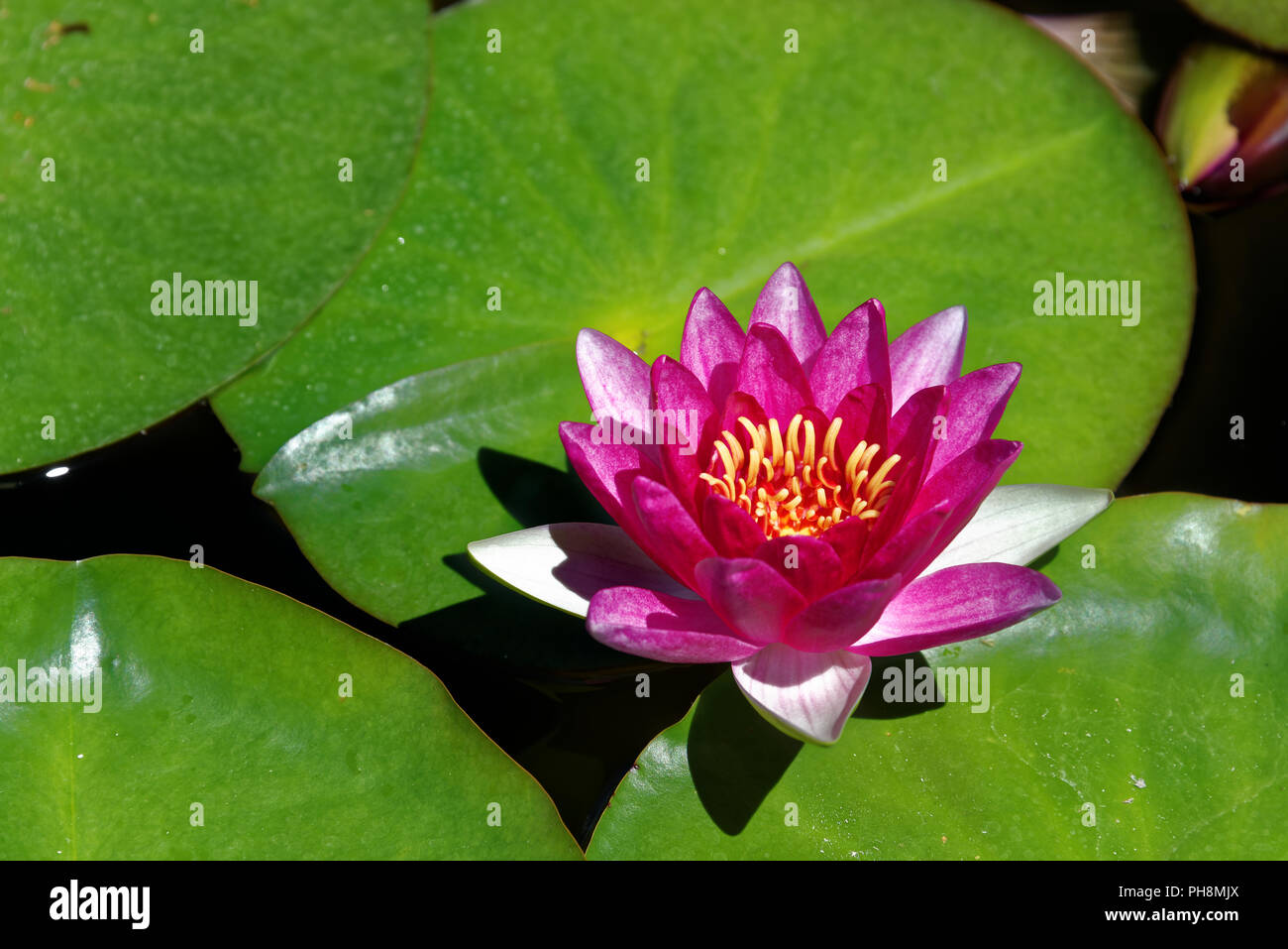 Nymphaea is a genus of hardy and tender aquatic plants in the family ...