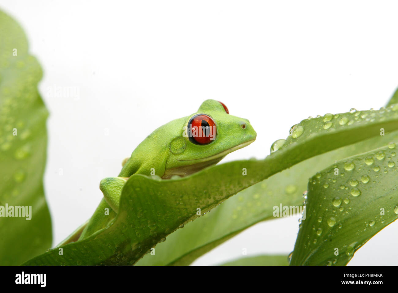 red-eyed tree frog Stock Photo - Alamy