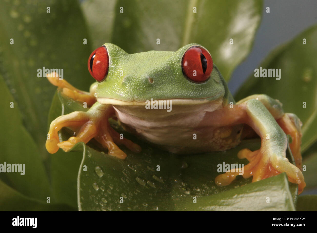 red-eyed tree frog Stock Photo - Alamy