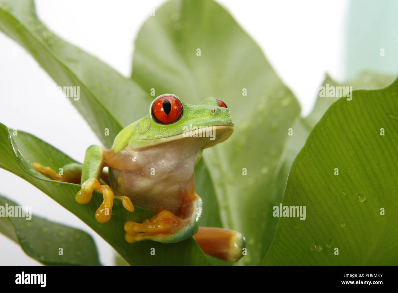 red-eyed tree frog Stock Photo - Alamy