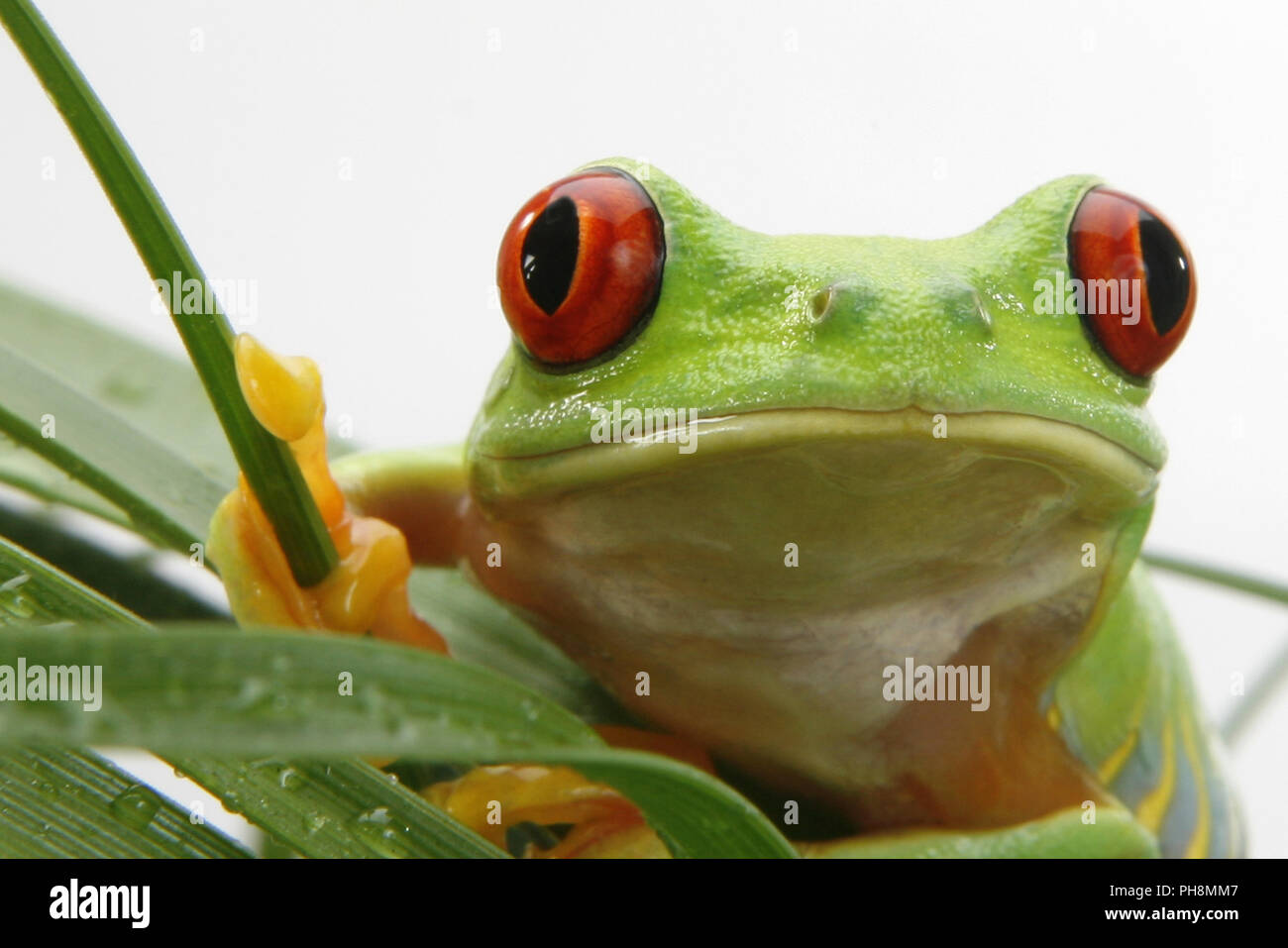 red-eyed tree frog Stock Photo - Alamy