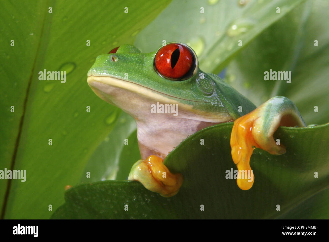 red-eyed tree frog Stock Photo - Alamy