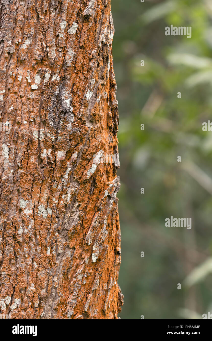 Trunk of a tropical tree Stock Photo - Alamy