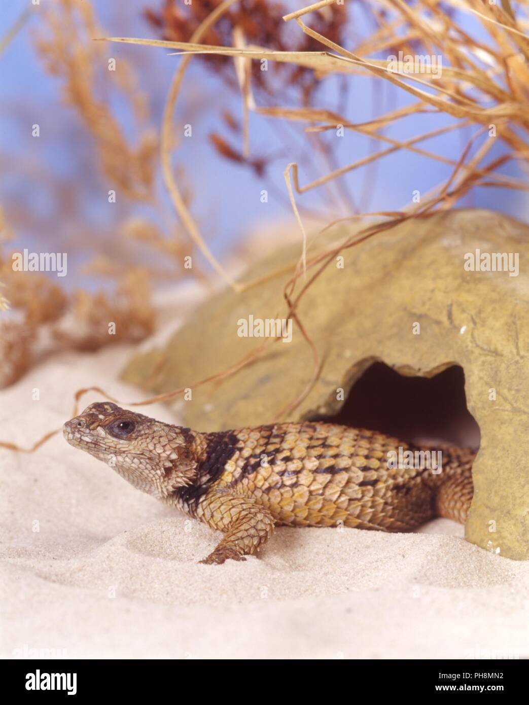 Poinsetti hi-res stock photography and images - Alamy