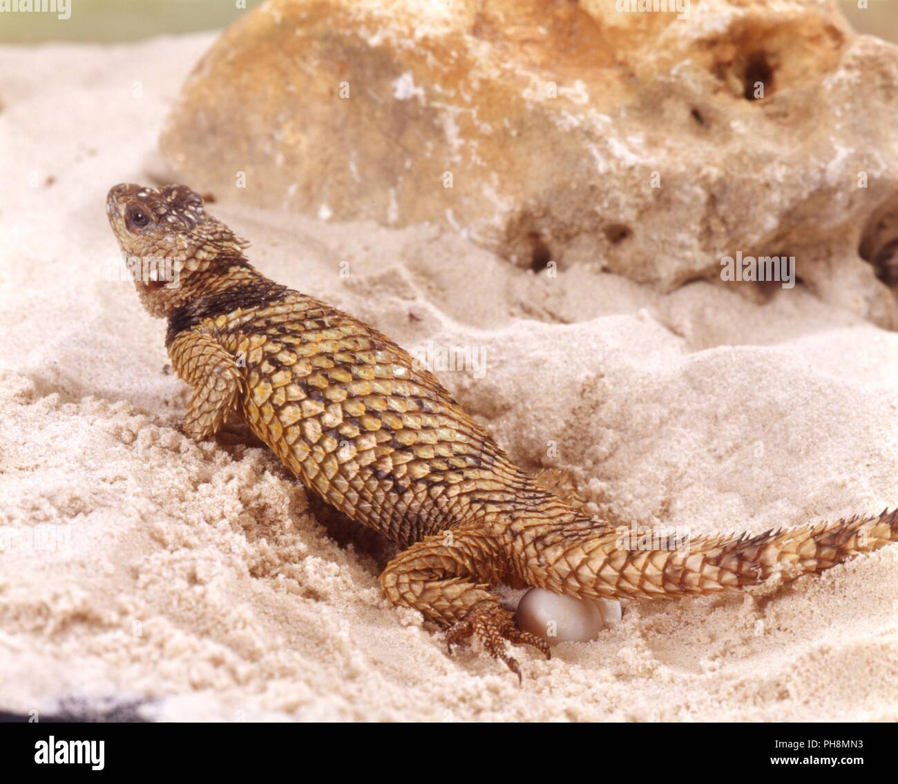 Mexikanischer Stachelleguan, Sceloporus poinsetti, Crevice Spiny Lizard ...