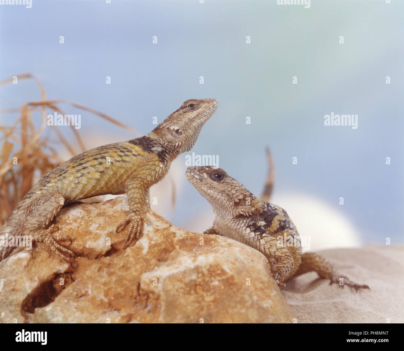 Mexikanischer Stachelleguan, Sceloporus poinsetti, Crevice Spiny Lizard ...