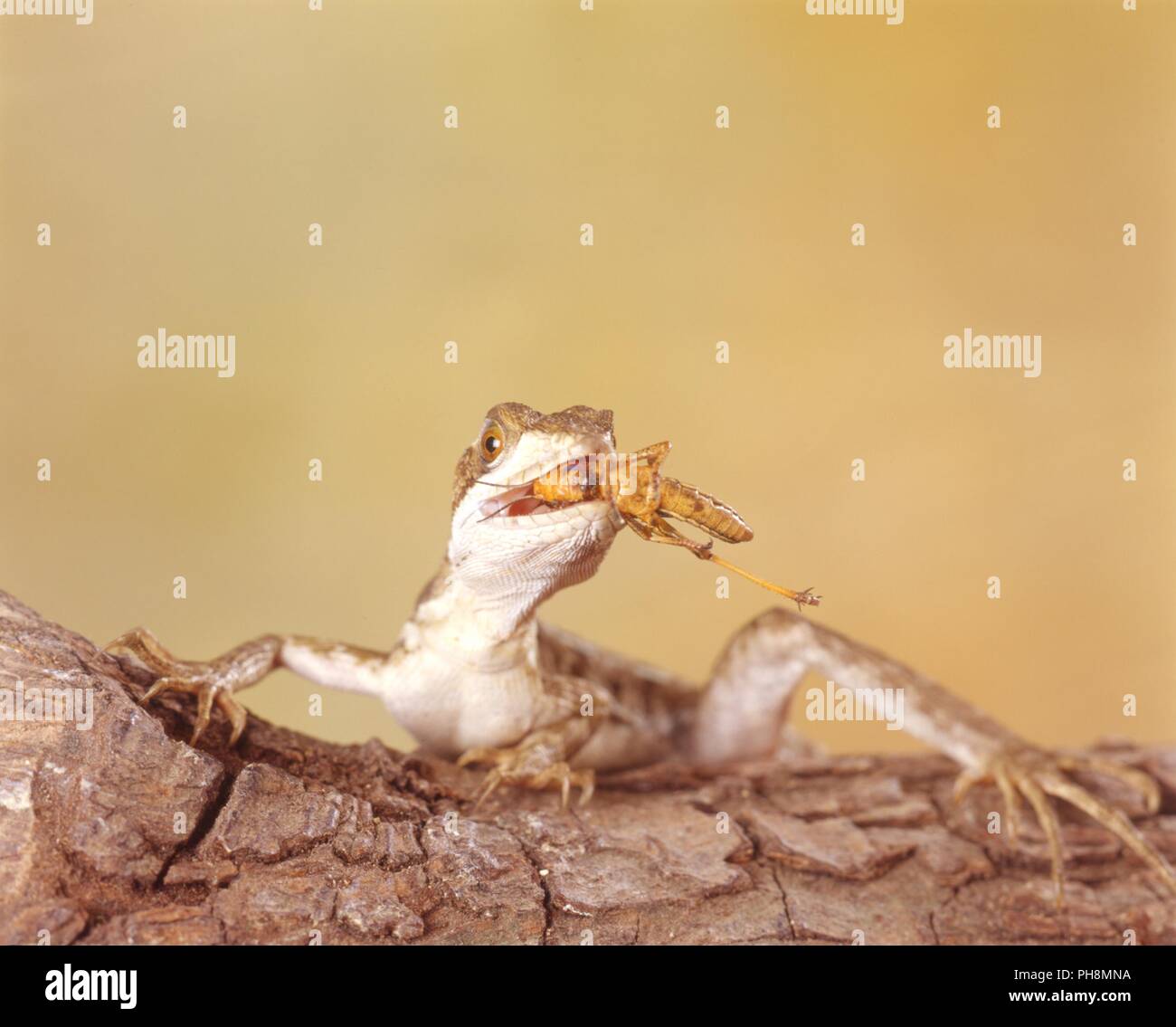 Streifenbasilisk, Basiliscus vittatus, Striped Basilisk, Yellow-striped ...