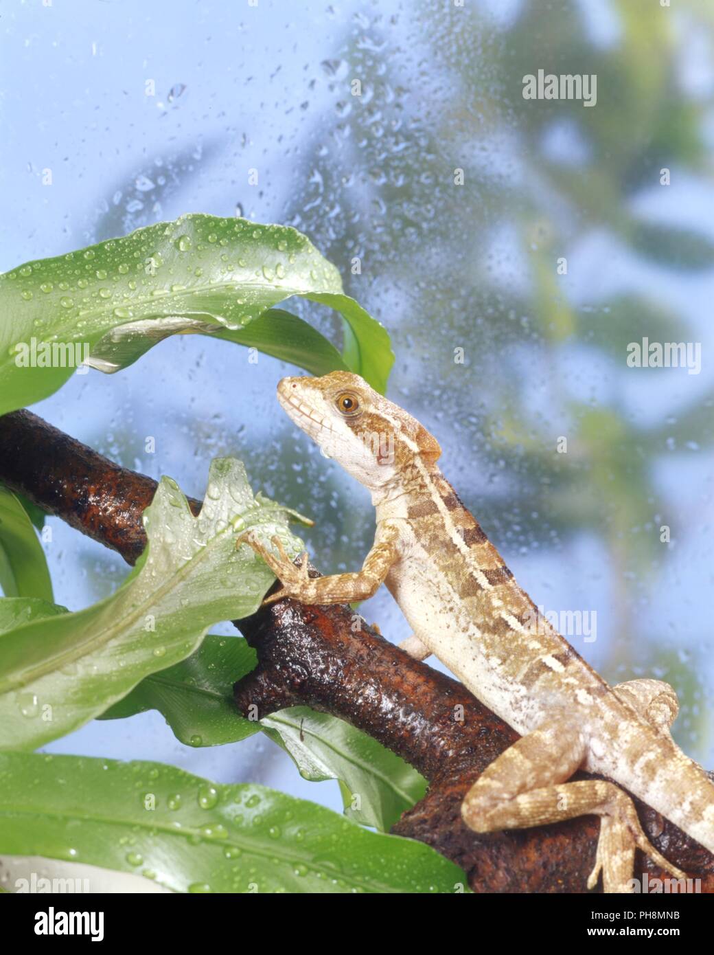 Basiliscus High Resolution Stock Photography and Images - Alamy